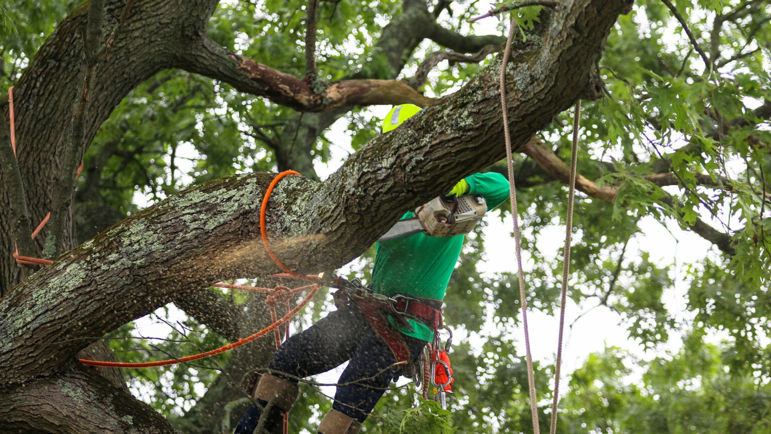 Tree Pruning 101: When and How to Prune Your Trees for Optimal Health | Willow River Company